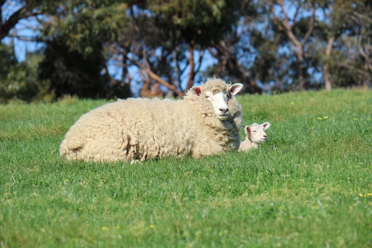 Sheep Measles | FPAG