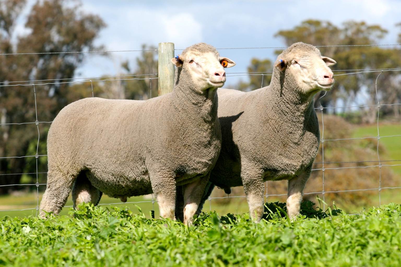 Ram Preparation | FPAG
