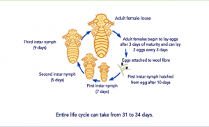 Cattle & Sheep Lice | FPAG