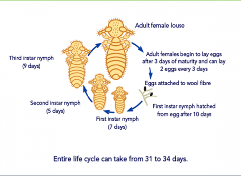 Sheep Lice Management | FPAG